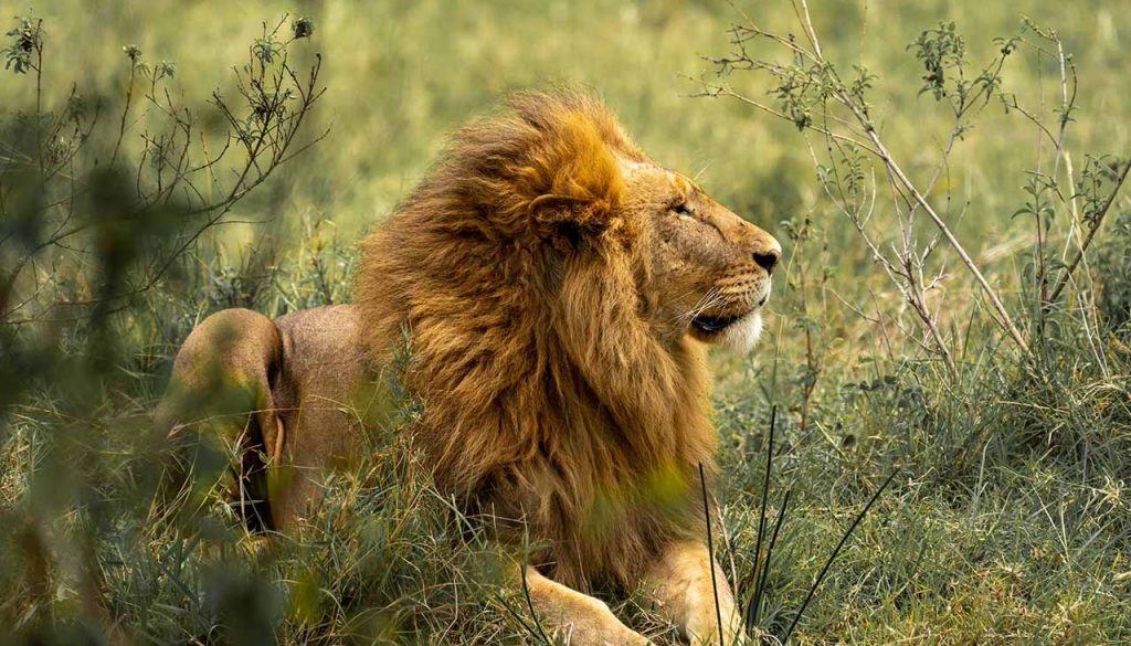 The Evolution of Wildlife Photography